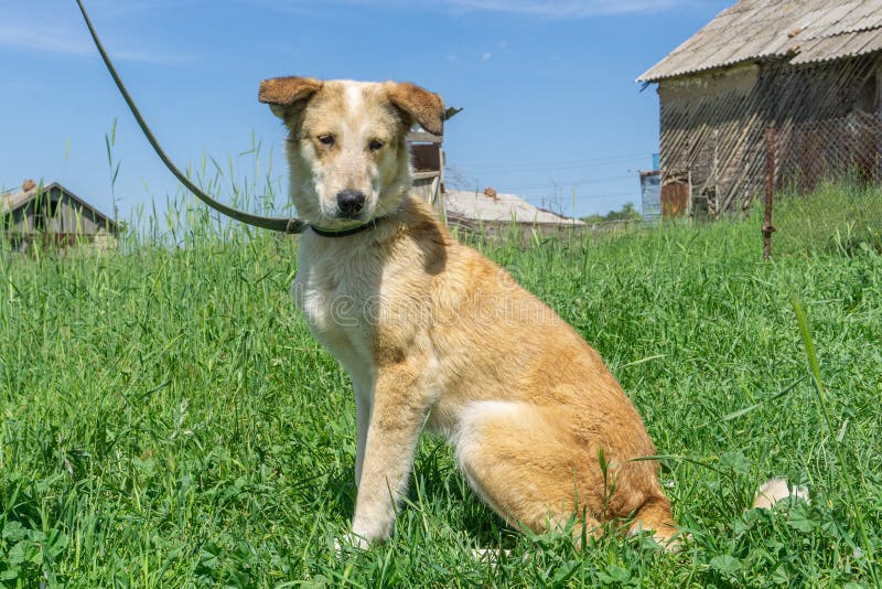Homeless Dog in a Dog Shelter Stock Image - Image of sadness, adopt ...