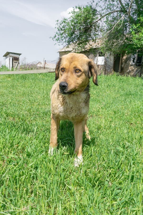 Homeless Dog in a Dog Shelter Stock Photo - Image of young, kennel ...