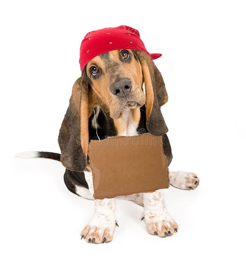Homeless Dog with Sign and Bandanna Stock Image - Image of breed, sign ...