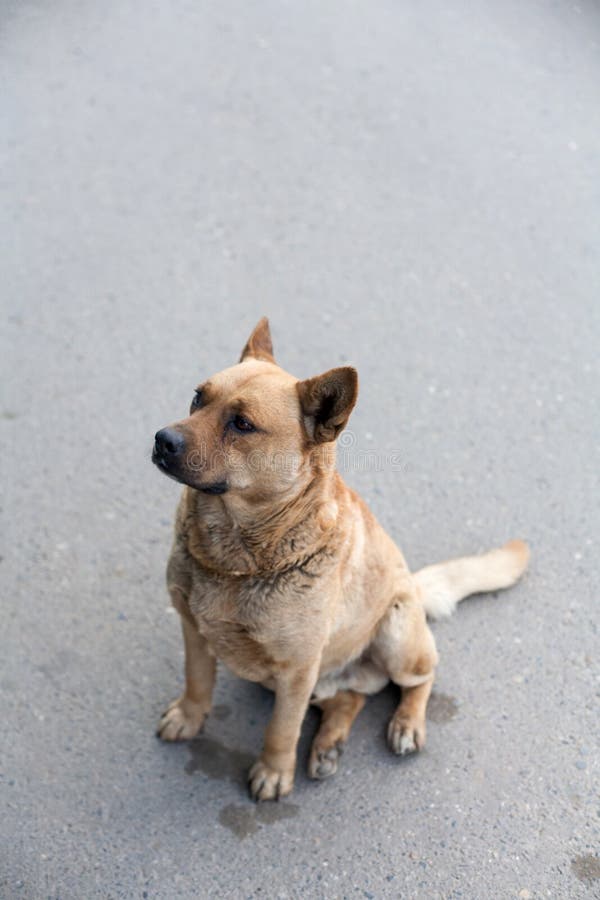 Sad Homeless Stray Dog is Resting on Pavement Looking at Camera. There ...