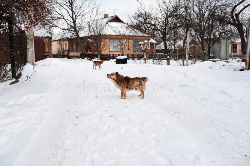 Homeless Dog in the Snow, Winter Stock Photo - Image of herding ...