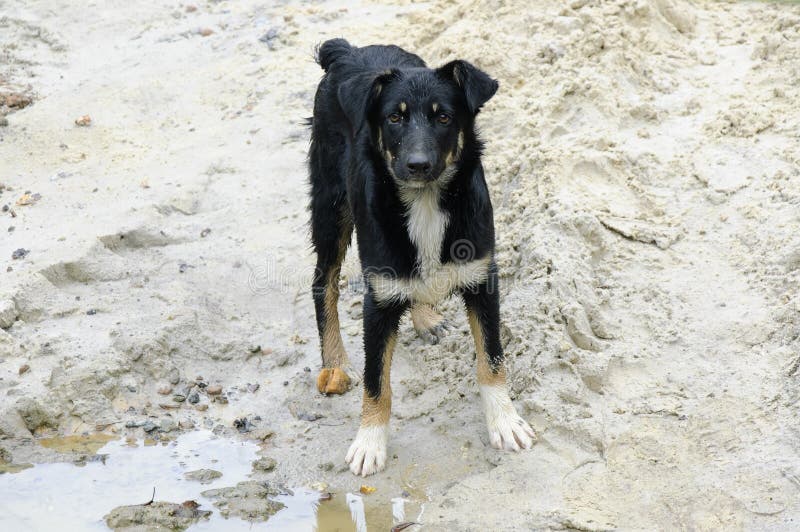 Homeless Dog stock image. Image of alone, homeless, pets - 80137545