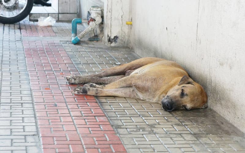 Homeless dog stock photo. Image of lonely, humane, welfare - 44874074