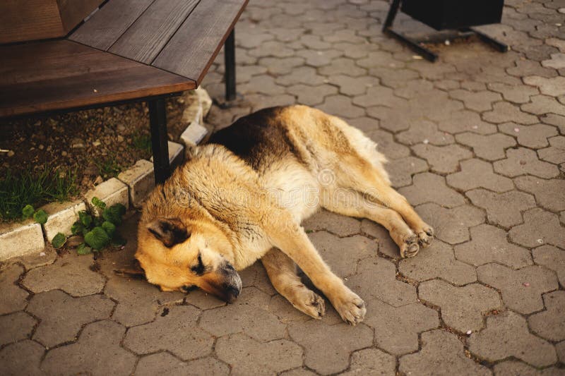 Homeless dog on the street stock image. Image of wildlife - 379763343