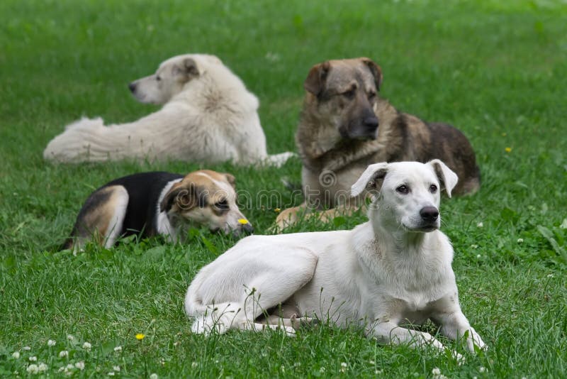 Homeless dogs stock image. Image of grass, serenity, alone - 1771401