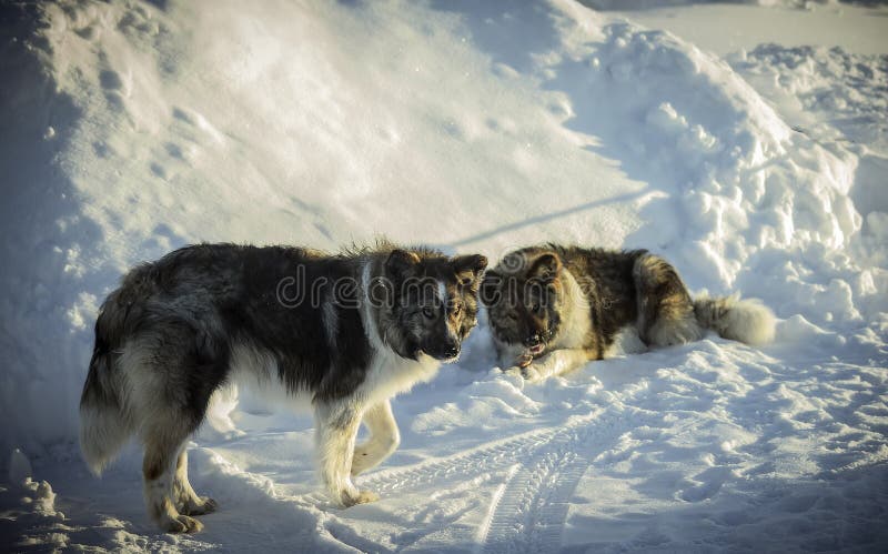 Homeless dogs stock image. Image of stray, sadness, hunger - 37817353