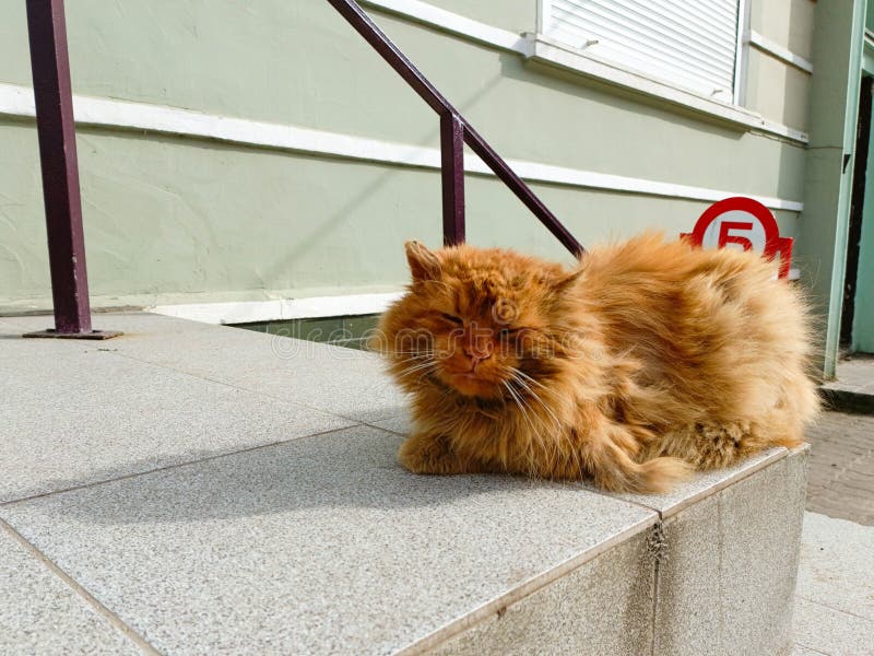 Homeless Fluffy Red Cat on the Street Stock Image - Image of brown ...