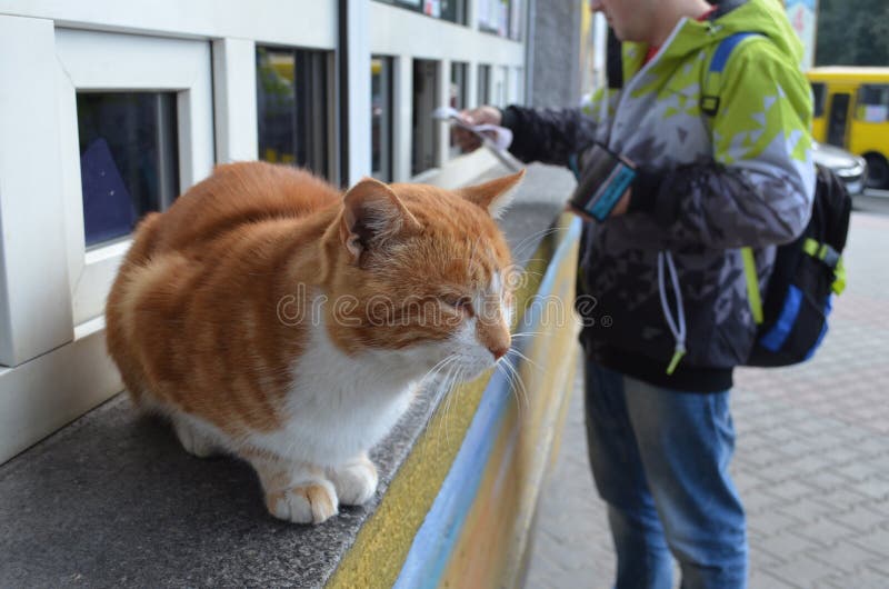 Homeless Ginger Cat Kiosk Stock Photos - Free & Royalty-Free Stock ...