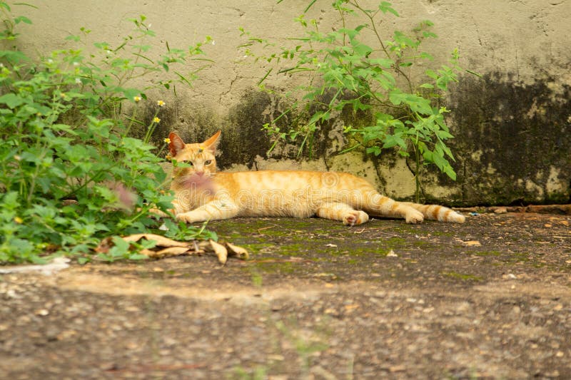 A Homeless Ginger Kitten, Lying Down. Stock Photo - Image of pure ...