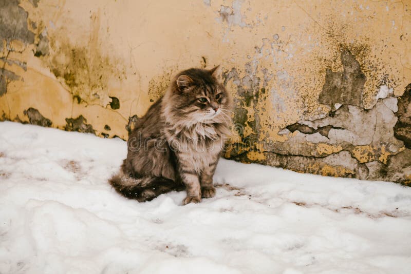Homeless Gray Cat Sleeping Under the Snow Stock Photo - Image of hunter ...