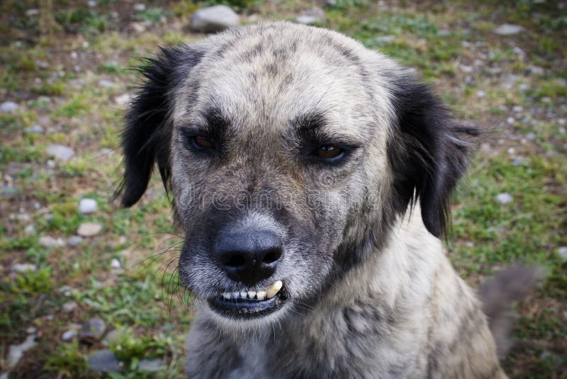 Incorrect Bite In A Child. Malocclusion In Children. Lip Profile. Stock ...