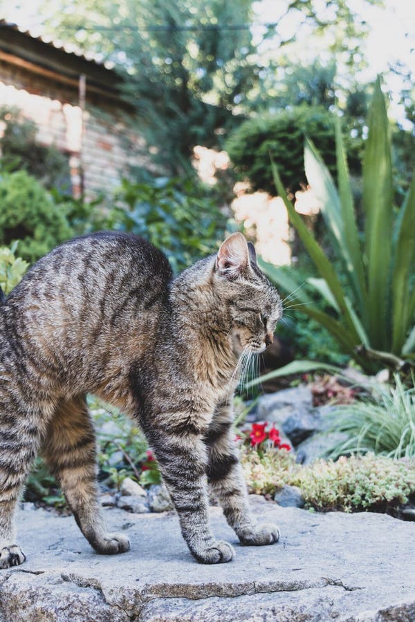 Homeless Gray Striped Cat Arching Its Back and Stretching after ...