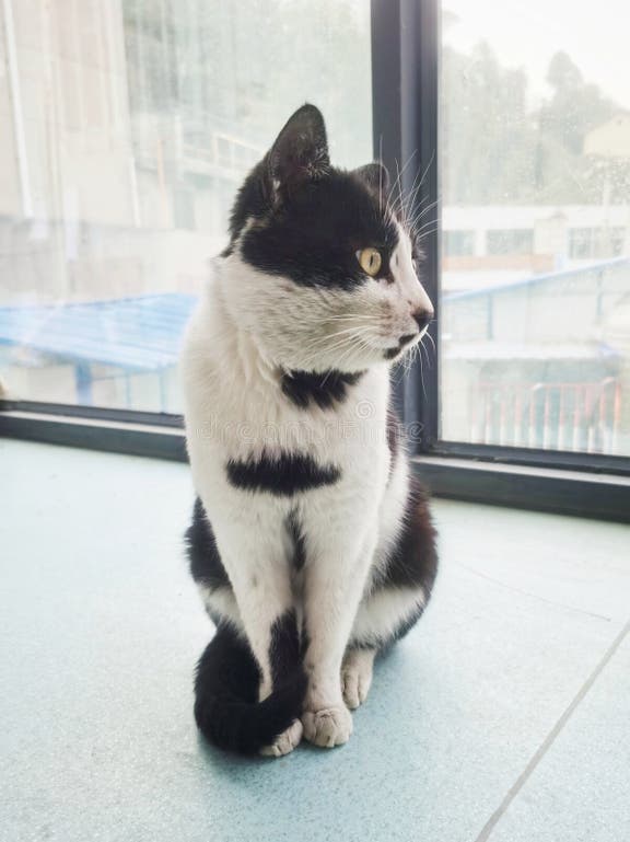 Pitiful cat stock image. Image of outdoor, kitten, hair - 311622041