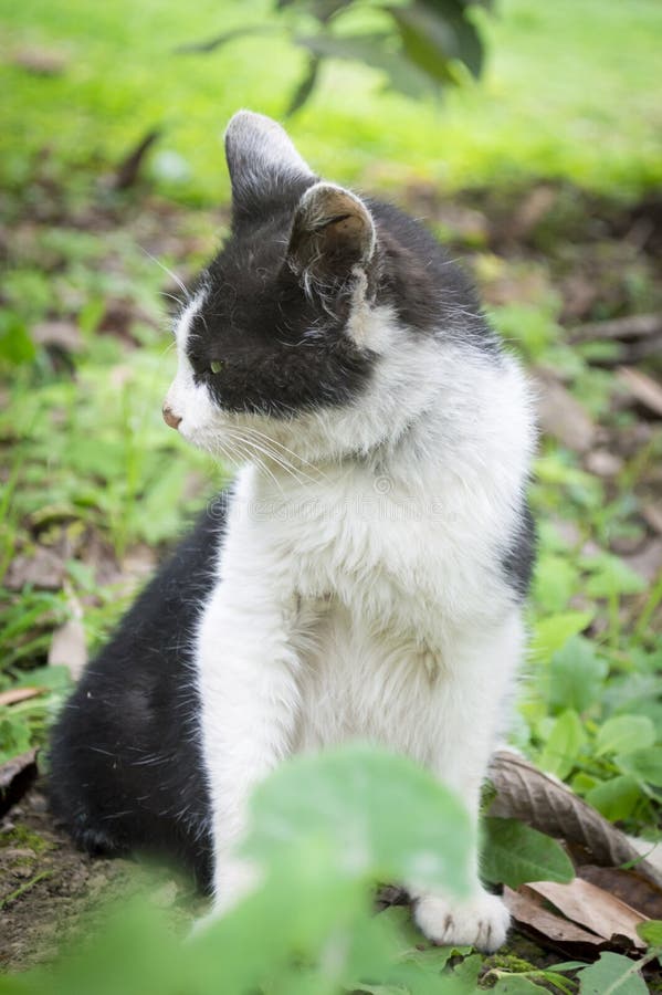 Pitiful lonely cat stock photo. Image of abandoned, lousy - 102557228