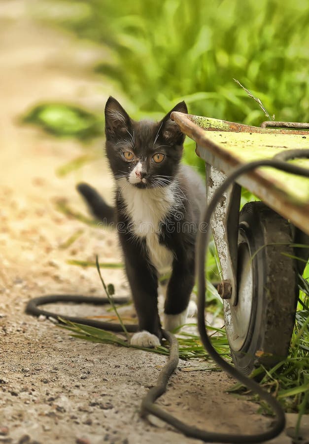 Homeless kitten stock photo. Image of animal, kitty, nature - 42679514