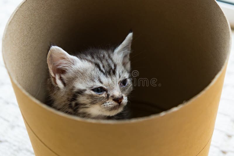 Homeless kitten in box stock image. Image of outdoor - 88349431