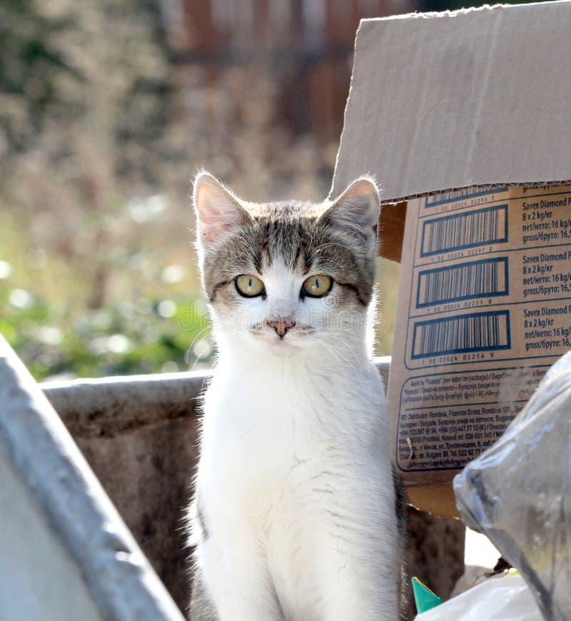 Homeless Kitten Cat on the Trash Container, Stock Image - Image of eyes ...