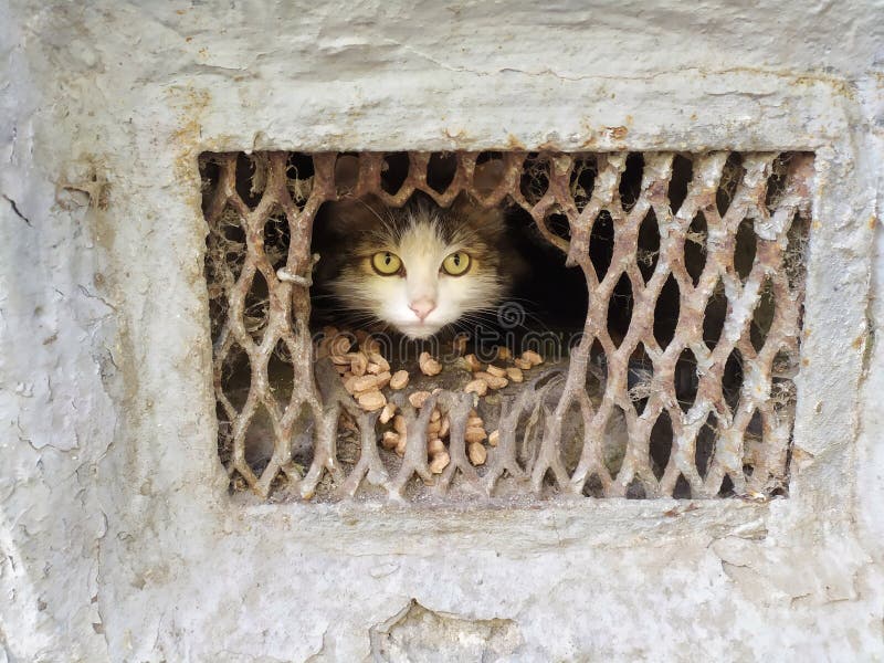 Homeless Kitten. Cute Cat. Kitten. Pussycat. Stock Photo - Image of ...