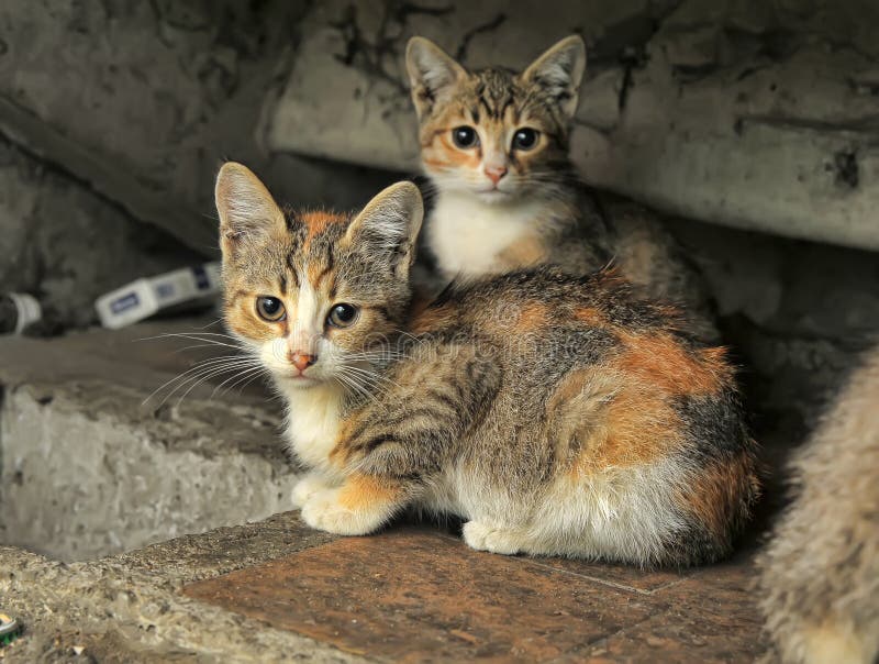 Homeless kittens stock image. Image of pose, love, kitty - 25479027