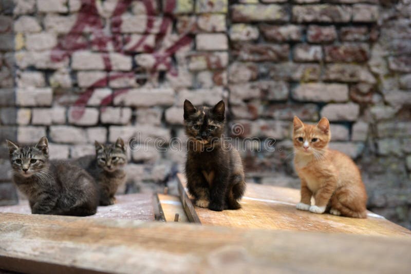 Homeless kittens stock image. Image of baby, facade, city - 78033797
