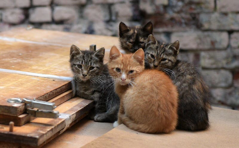 Homeless Kittens Try To Keep Warm on the Street Stock Photo - Image of ...