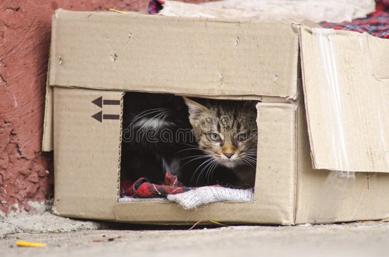 Homeless kitty in box stock photo. Image of outdoors - 206738420
