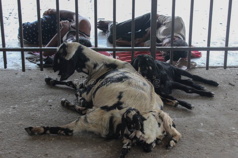 The homeless editorial photography. Image of goats, laughter - 75574442