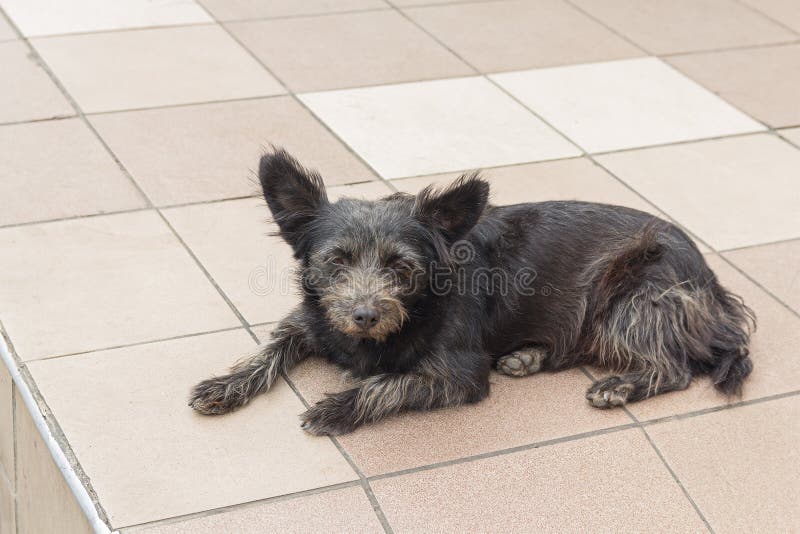 Homeless Miserable Dog Lying on the Floor Stock Image - Image of ...