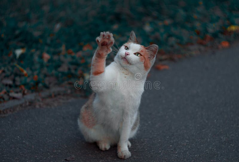 Homeless, but Open-hearted Cat Saying Hello Stock Image - Image of ...