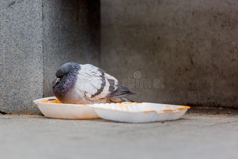 Homeless Pigeon Perched in an Empty Food Container Amid Urban Decay ...
