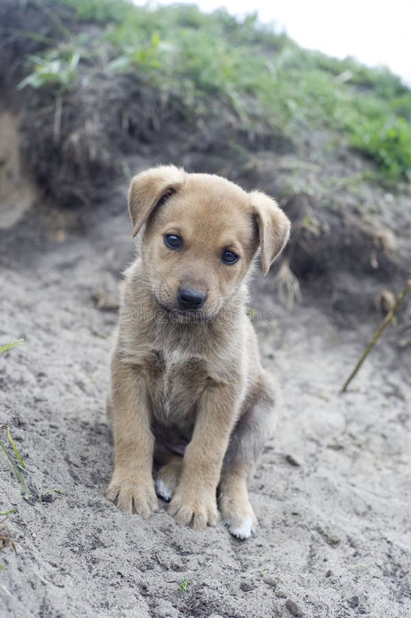 Homeless Puppy Royalty Free Stock Photography - Image: 14546027