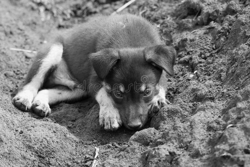 Homeless puppy stock image. Image of ground, earth, domesticated - 20226409