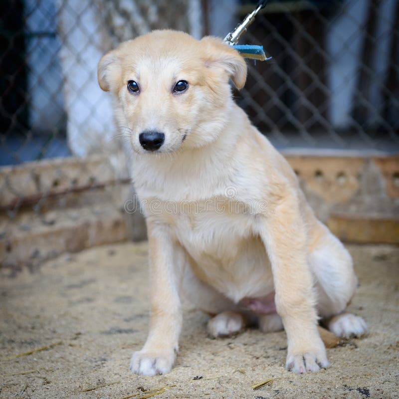 Homeless puppy in shelter stock image. Image of looking - 66792471