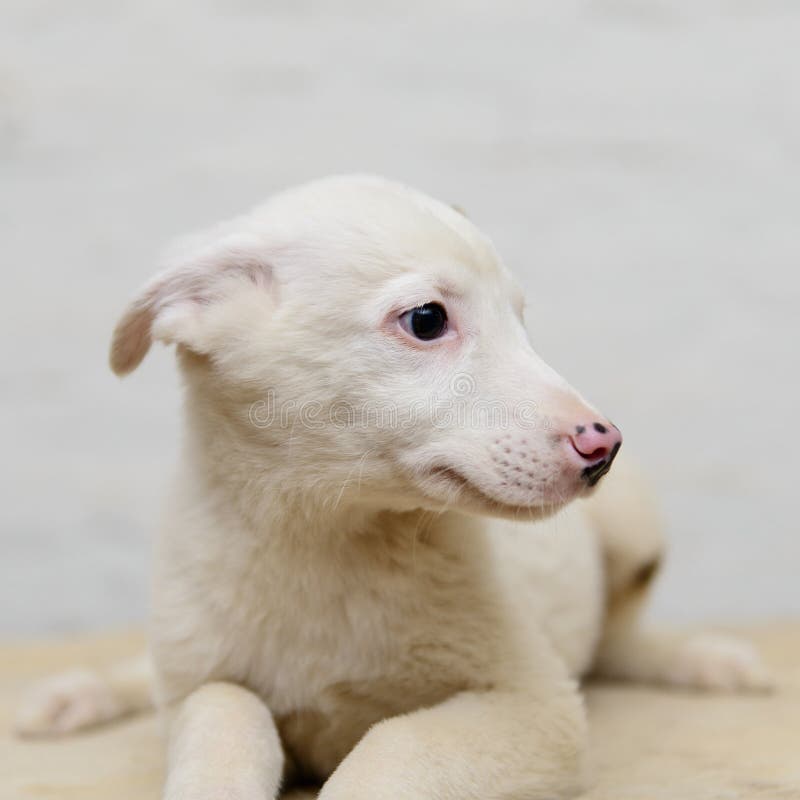 Homeless puppy in shelter stock image. Image of small - 66795295