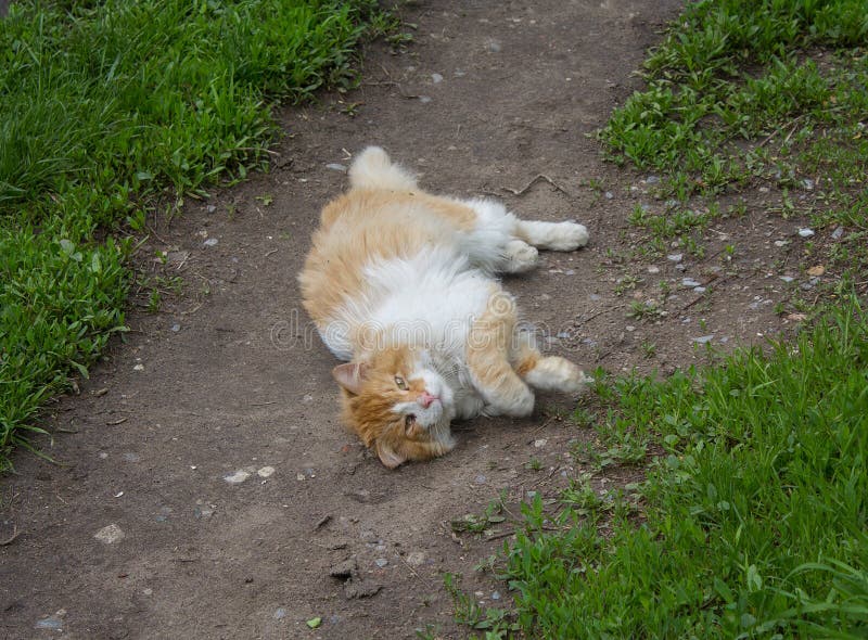Homeless Red Cat Lying in the Dust Stock Photo - Image of grass, single ...