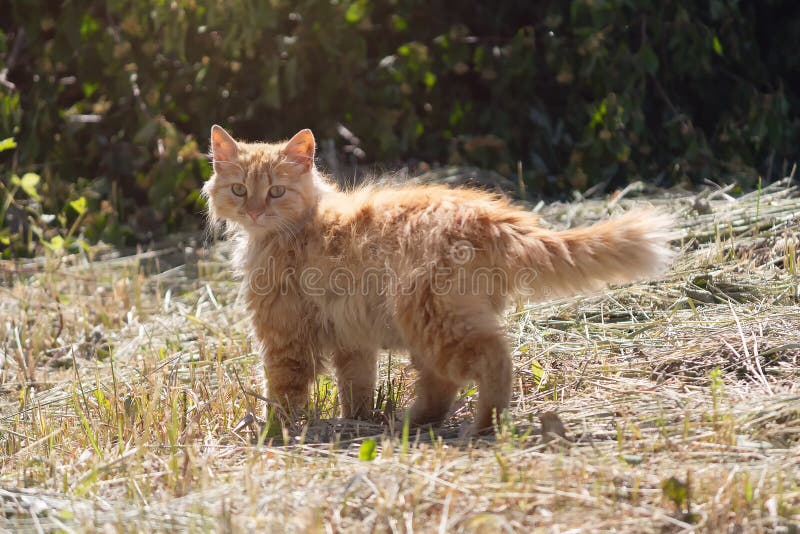 Homeless Red Cat Lying on the Lawn Stock Photo - Image of beautiful ...