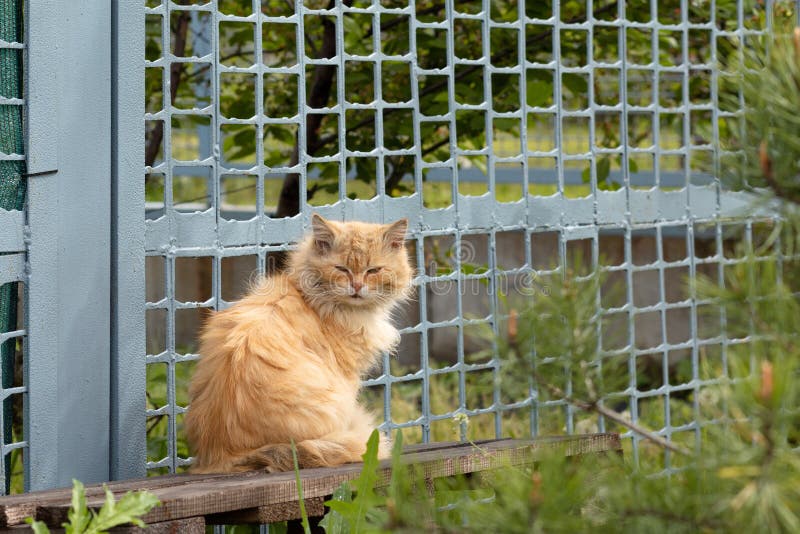 A Homeless Red Cat Sits on a Bench. Red Cat in Nature. Photo of a Red ...