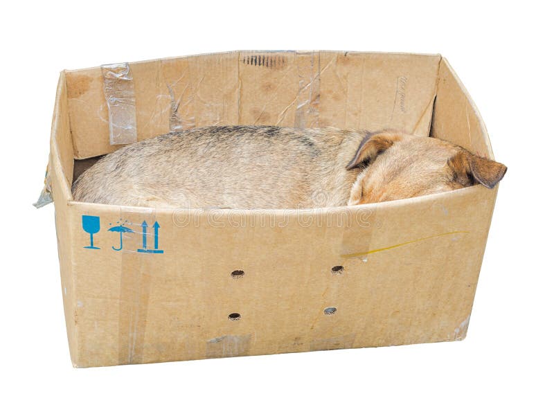 Homeless Sad Dog Sleeping in Box Isolated Stock Image - Image of lost ...