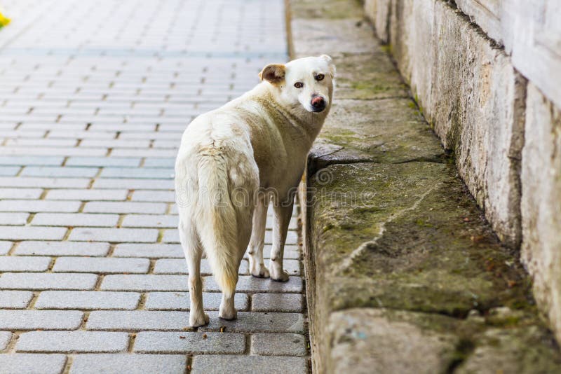 Homeless sad dog stock image. Image of roadside, brown - 57010241