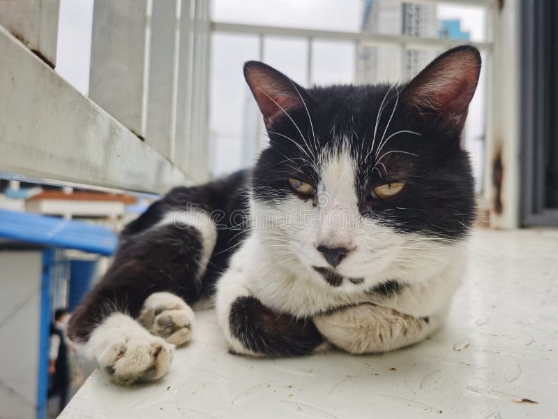 Homeless stray cat stock image. Image of abandoned, animal - 274859523