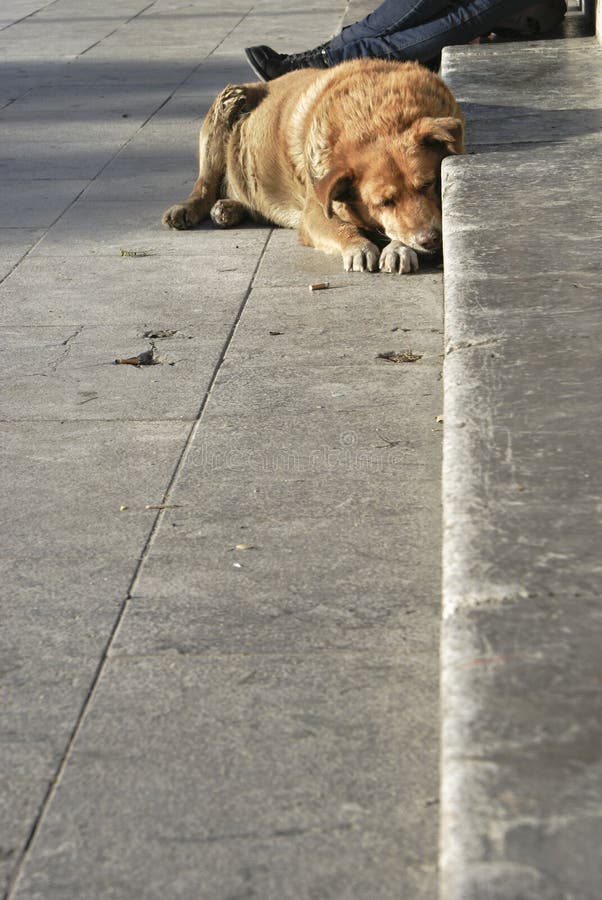 Homeless stray dog stock photo. Image of help, cheerless - 26269382