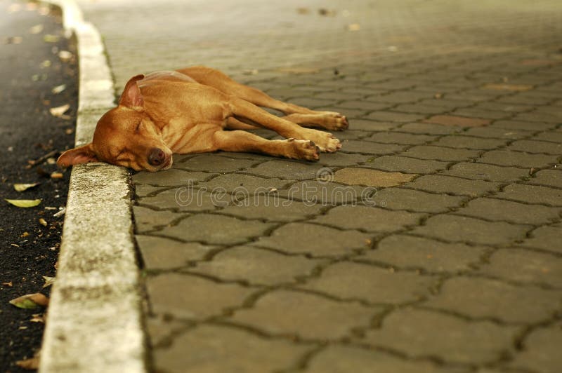Homeless stray dog stock image. Image of depressed, loneliness - 15485623