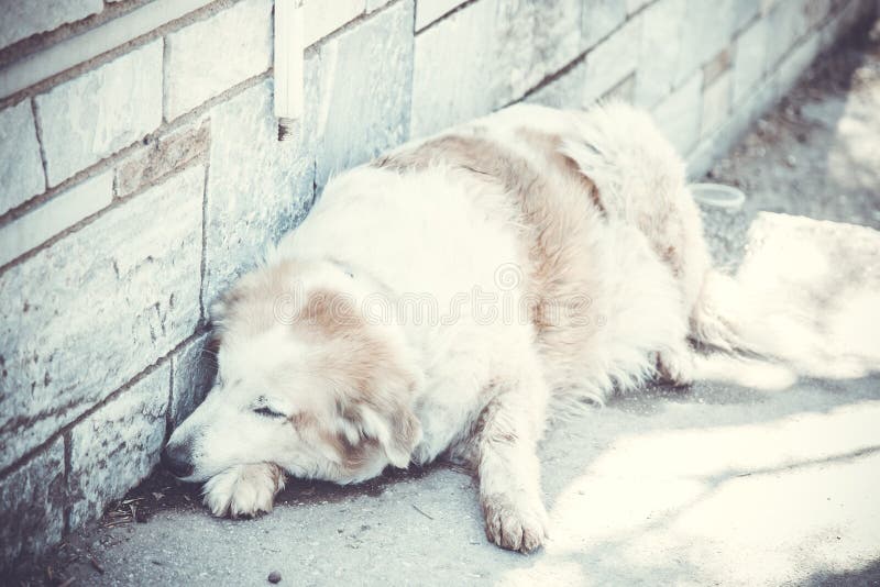 Homeless stray dog stock photo. Image of cute, lonely - 74913164