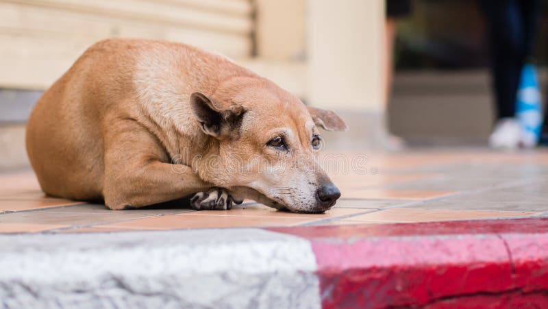 Homeless stray dog stock photo. Image of depressed, rodent - 40325122