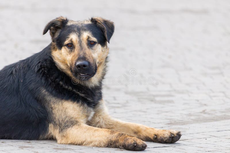 Homeless Stray Dog. the Problem of Stray Dogs and Pets Stock Image ...