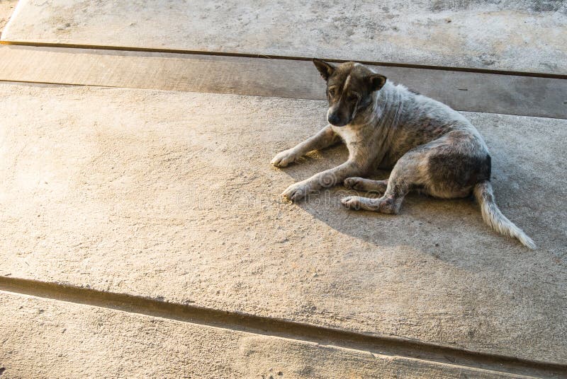Homeless stray dog stock photo. Image of help, cheerless - 26269382