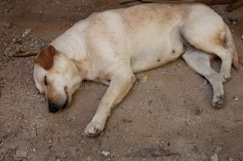 Homeless stray dog. stock photo. Image of homeless, rescue - 42712692