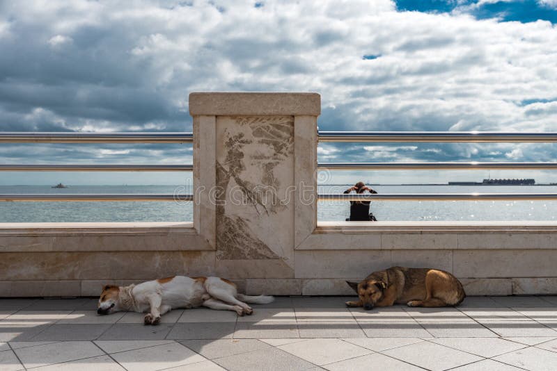 Homeless Stray Dogs on the Waterfront Stock Photo - Image of homeless ...