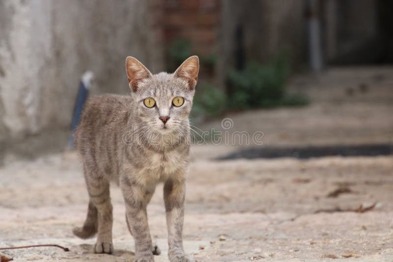Homeless Stray Tabby Cat Wandering in the Street Stock Photo - Image of ...