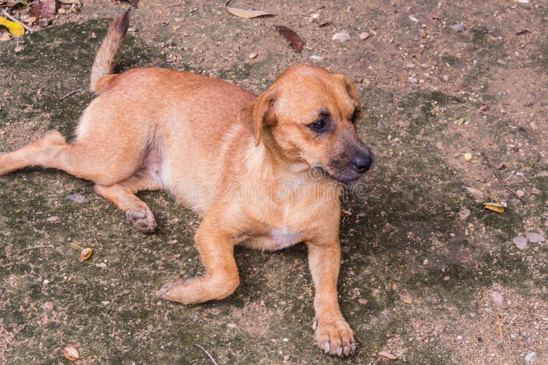 Homeless Thai Brown Stray Dog Stock Photo - Image of animal, black ...